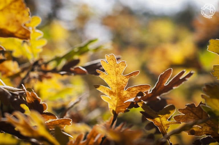 Visitar el hayedo de Montejo en otoño: ENTRADAS Y RESERVAS ⋆ Un viaje ...